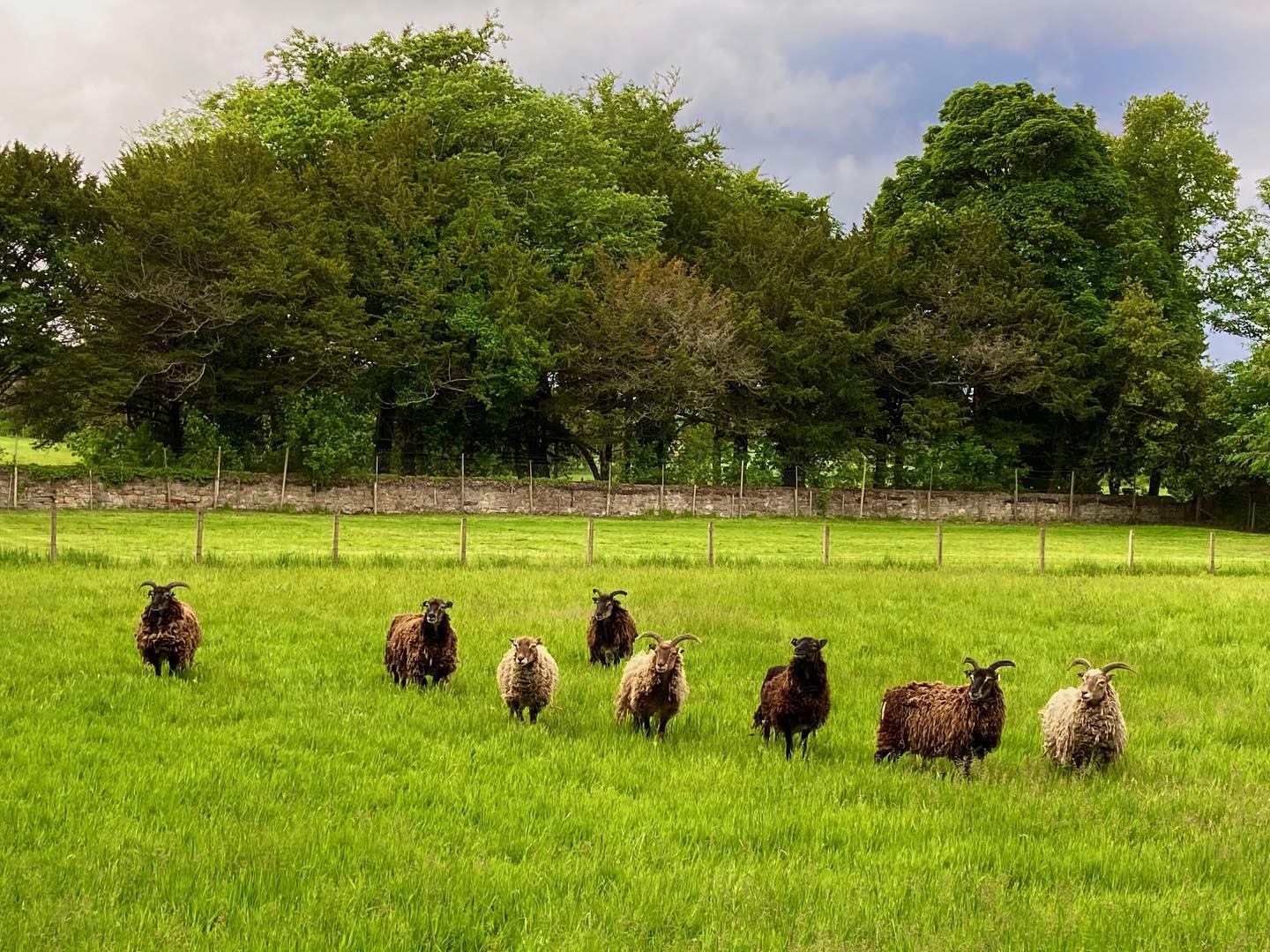 Soay Sheep in Scotland - Duffus Estate